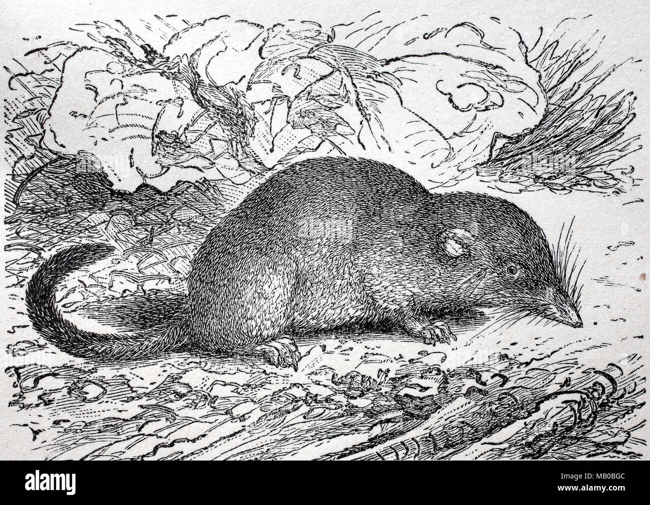 Eurasian pygmy shrew, Zwergspitzmaus, Sorex minutus, Sorex pygmaeus ...