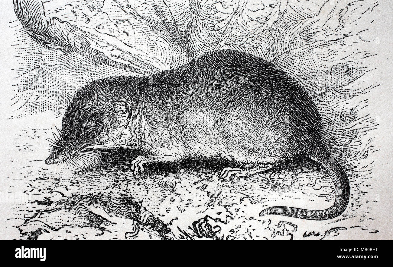 Crocidura russula, Hauspitzmaus, greater white-toothed shrew, digital ...