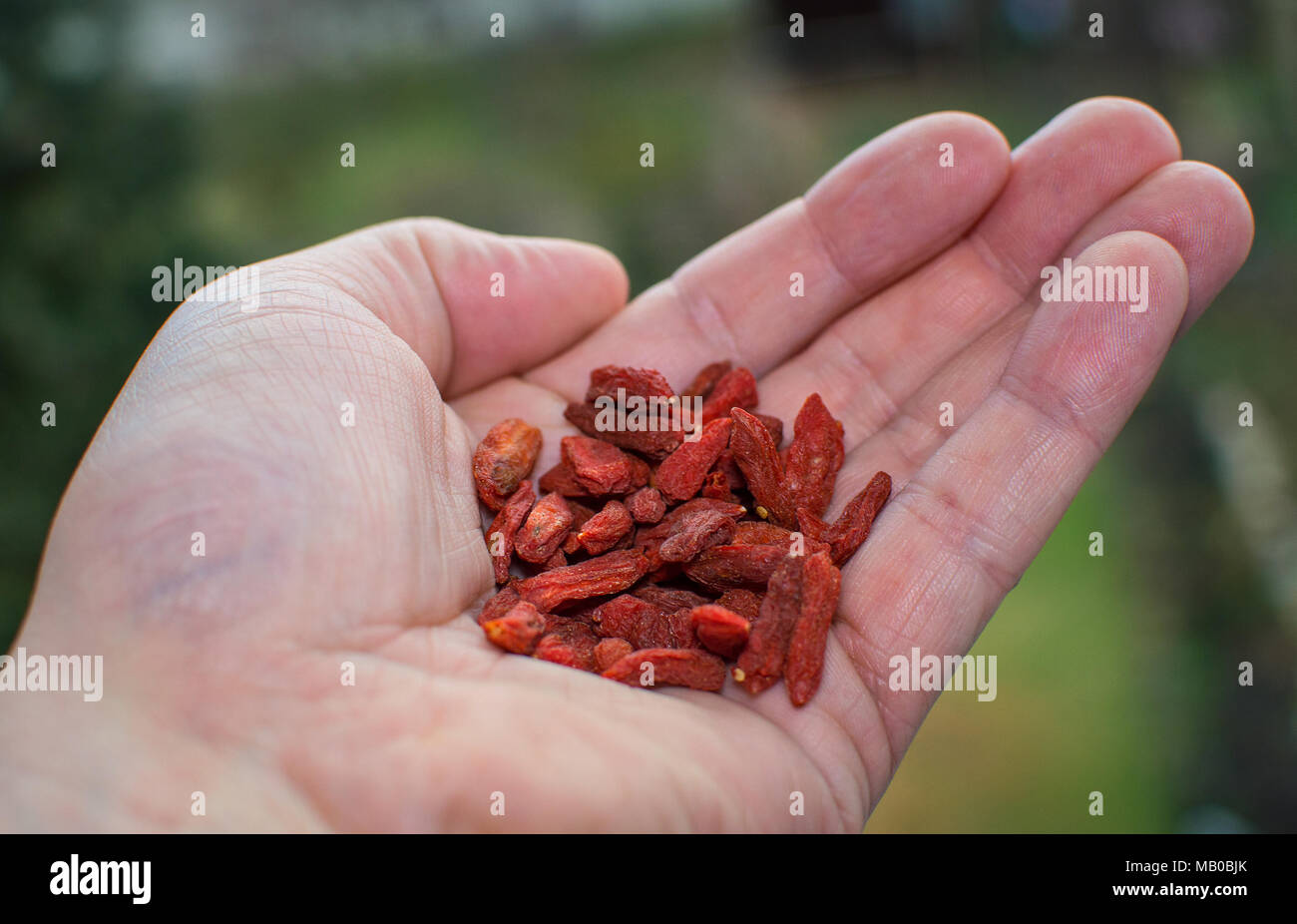 Focused on healthy goji fruit in hands Stock Photo - Alamy
