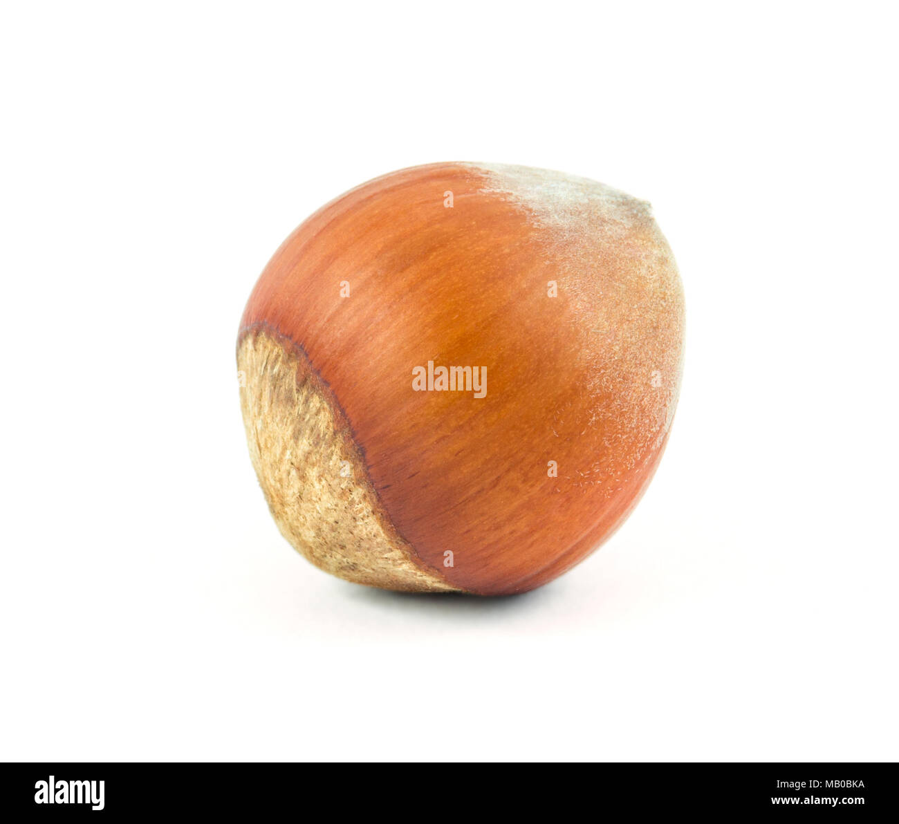 Hazelnut isolated on white with clipping path Stock Photo - Alamy