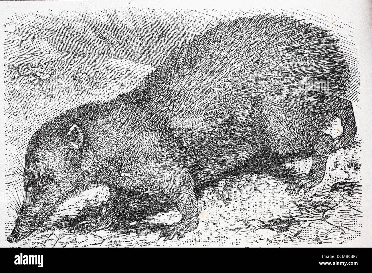 Tenrec illustration hi-res stock photography and images - Alamy