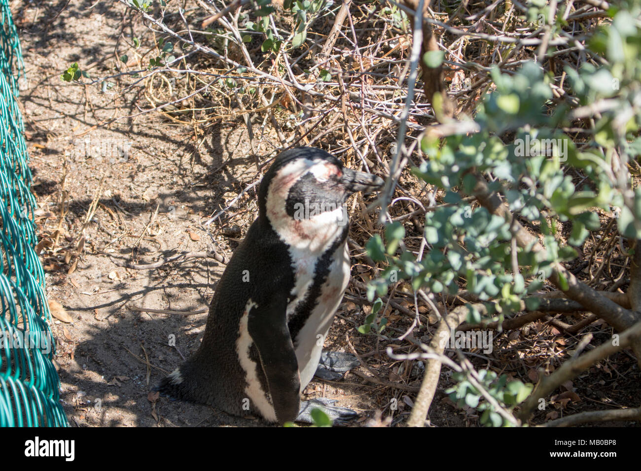 Penguins at the beach in a sunny day in South Africa Stock Photo - Alamy