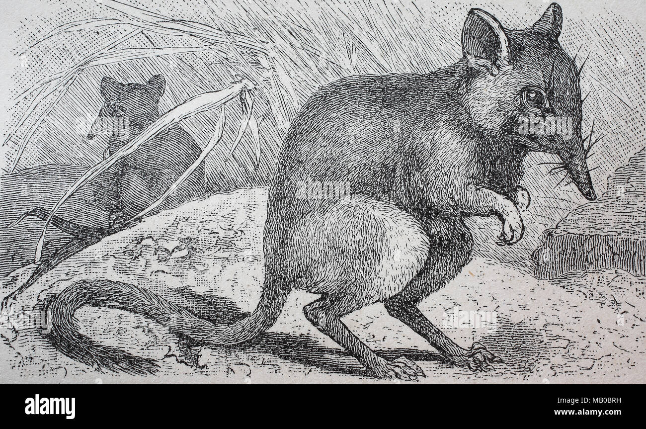 Rohrruessler hi-res stock photography and images - Alamy