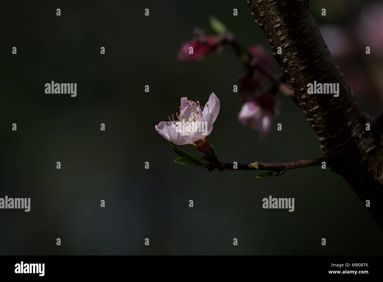Spring tree blooms hi-res stock photography and images - Alamy