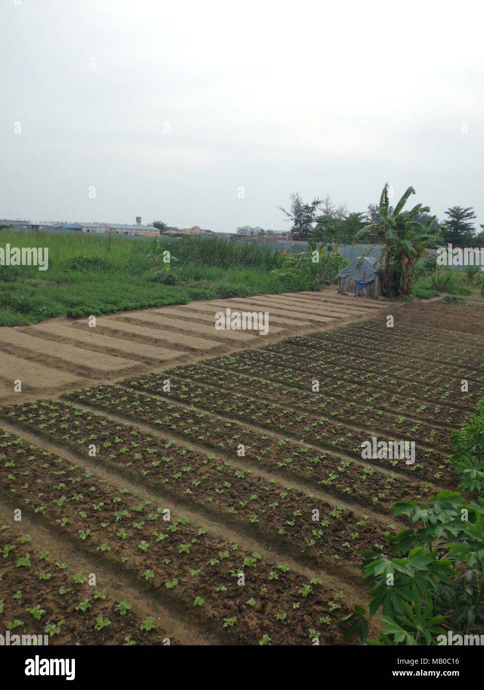 Agricultural side with crops Stock Photo - Alamy