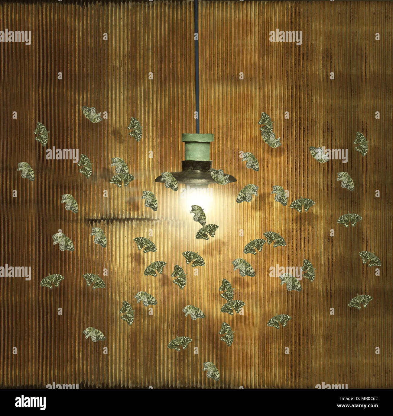 Moths attracted to light hi-res stock photography and images - Alamy