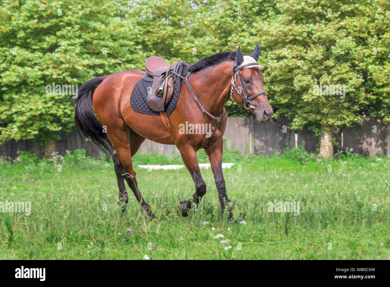 Beautiful horse galloping at the field in summer Stock Photo - Alamy