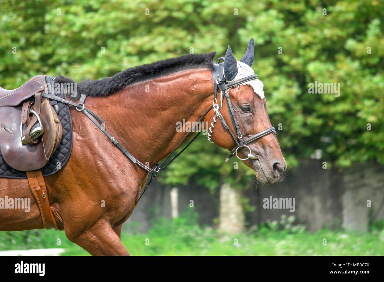Portrait of beautiful horse with rope halter Stock Photo - Alamy