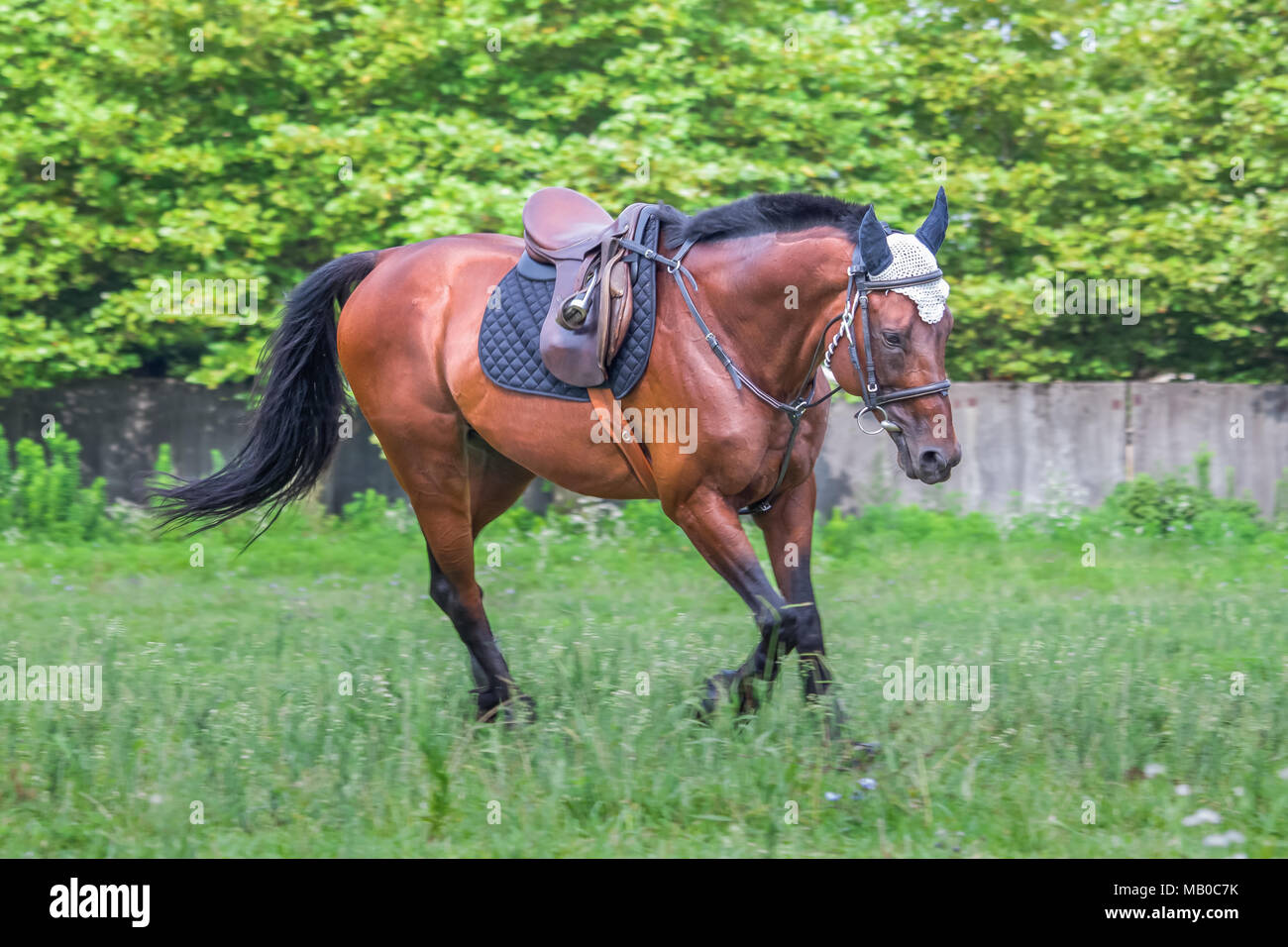Beautiful horse galloping at the field in summer Stock Photo - Alamy