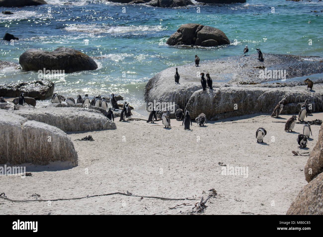 Alot of penguins hi-res stock photography and images - Alamy