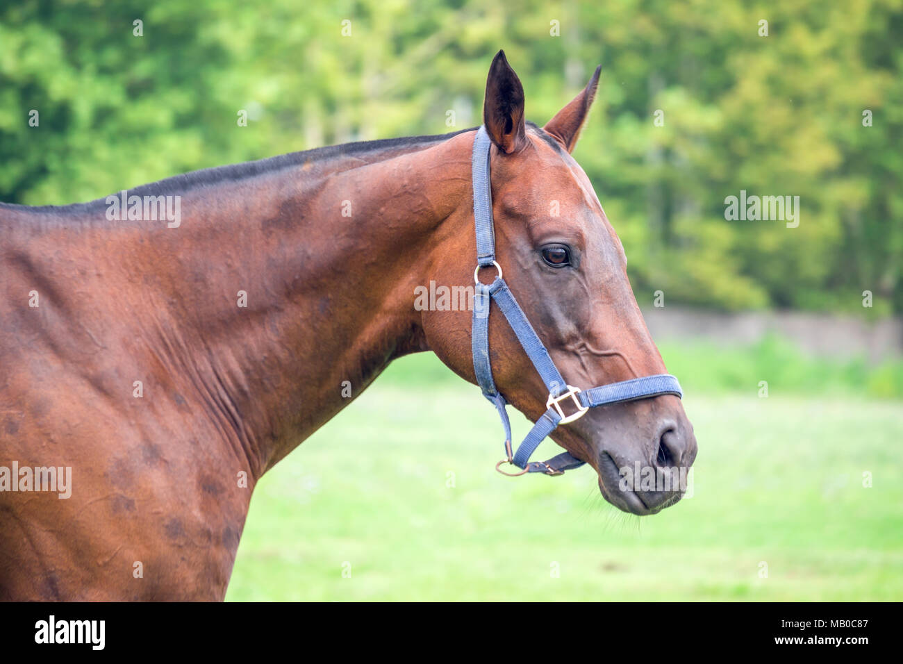 Portrait of beautiful horse with rope halter Stock Photo - Alamy