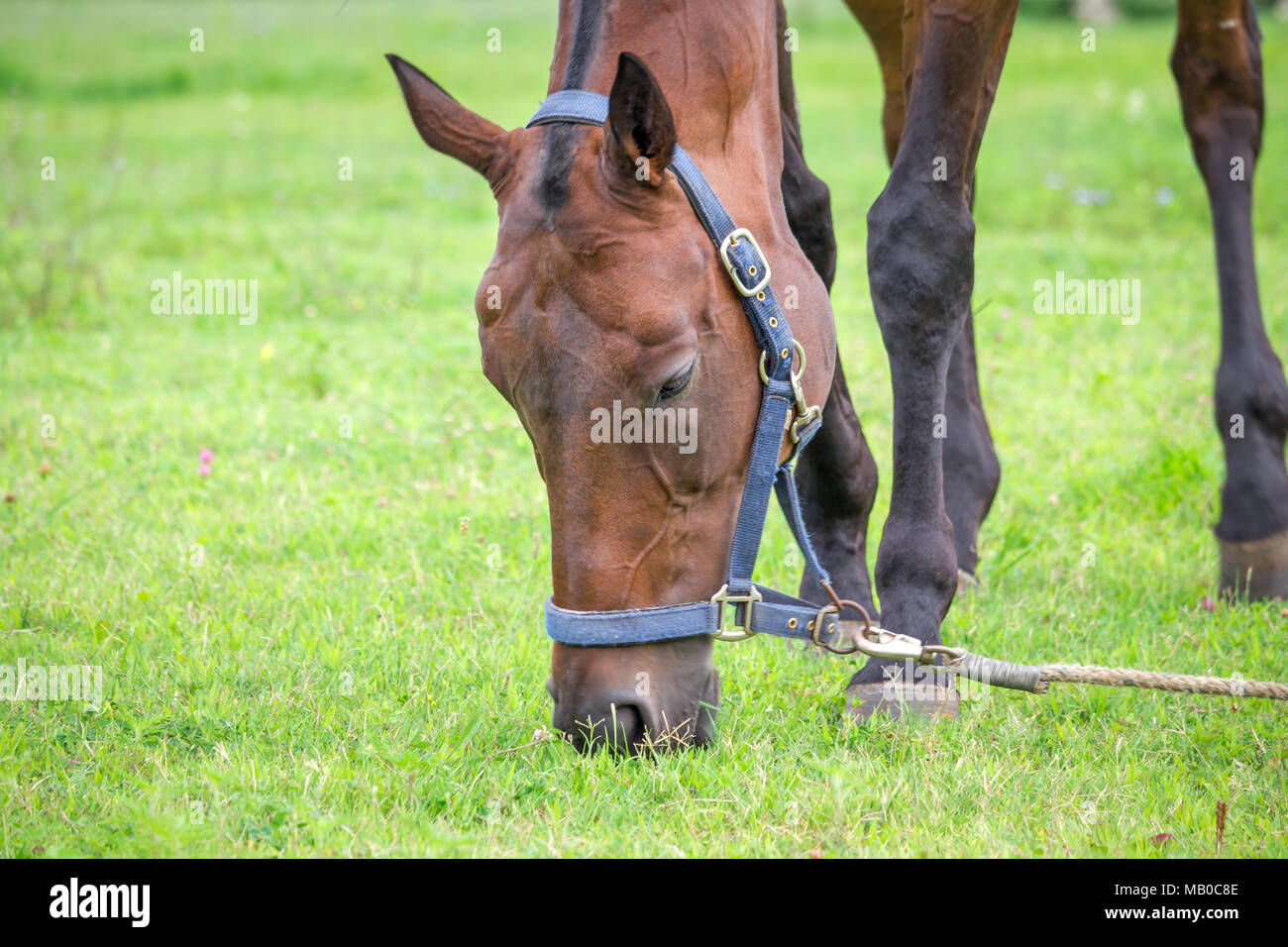 Horse grazing and chewing on grass Stock Photo - Alamy