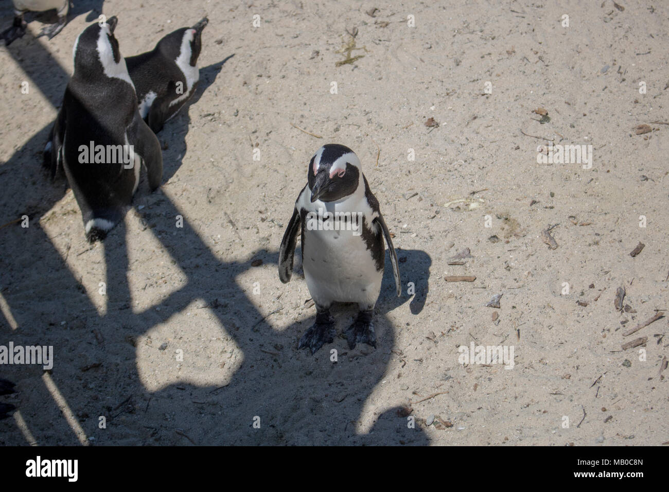 Penguins at the beach in a sunny day in South Africa Stock Photo - Alamy