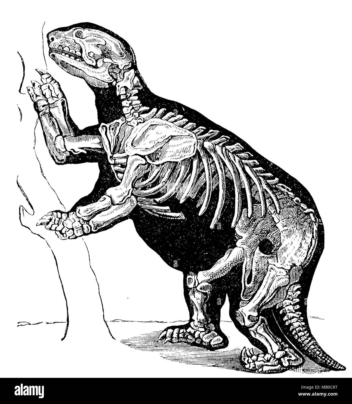 Riesenfaultier, Skelett eines Megatherium americanum, ausgestorben ...