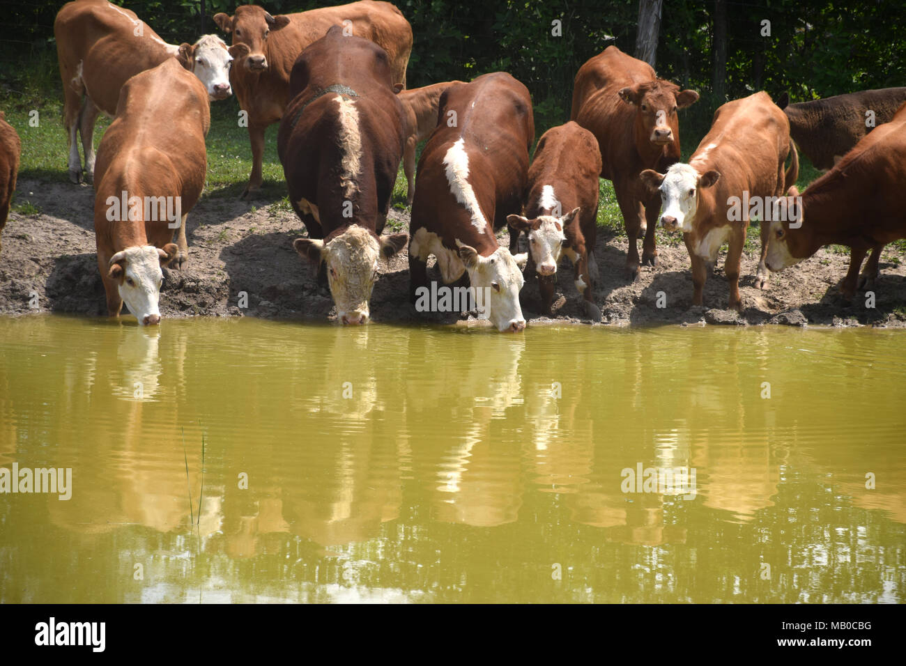 Cattle drinking water hi-res stock photography and images - Alamy