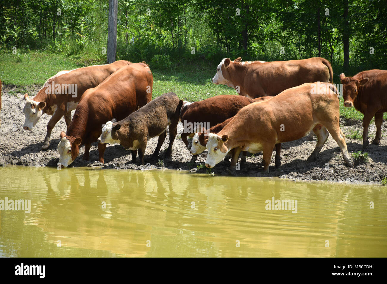 Cattle drinking water hi-res stock photography and images - Alamy