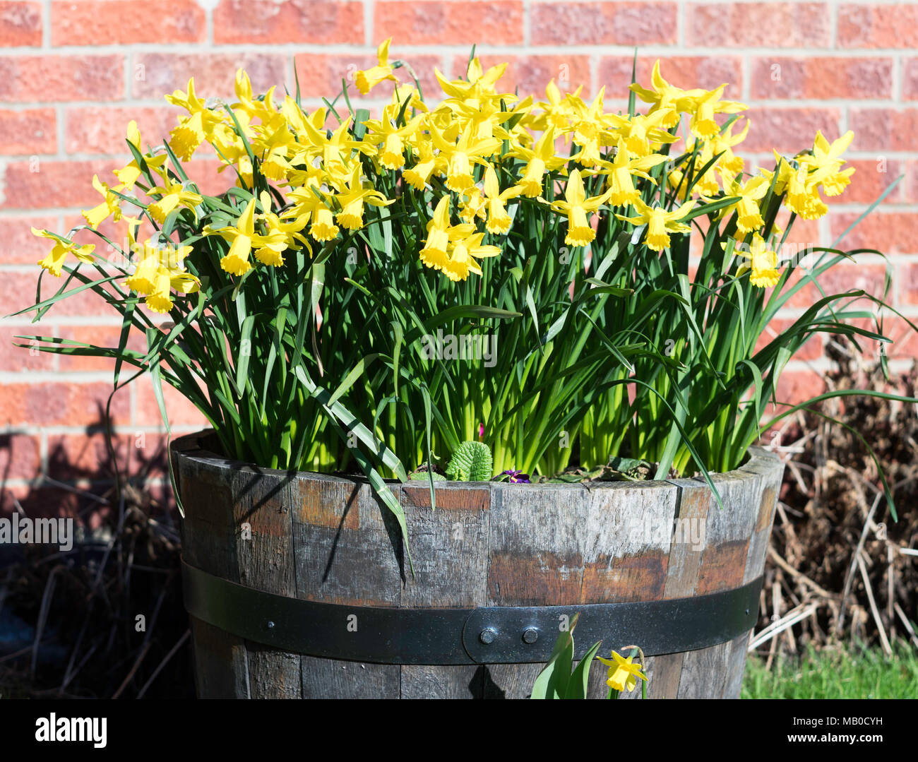 Daffodils in bloom hi-res stock photography and images - Alamy