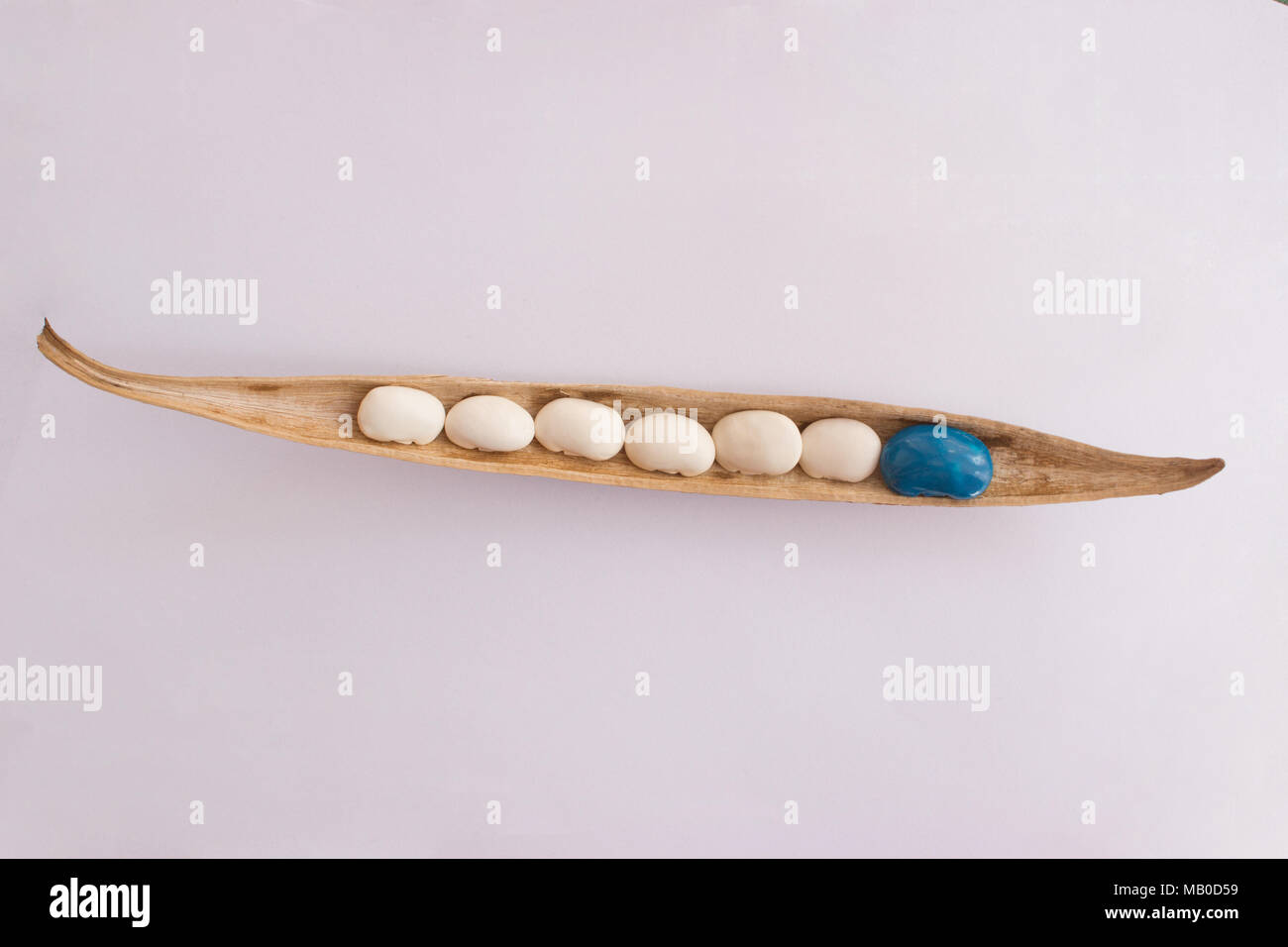 On background is in a pod the unique bean with white beans Stock Photo ...