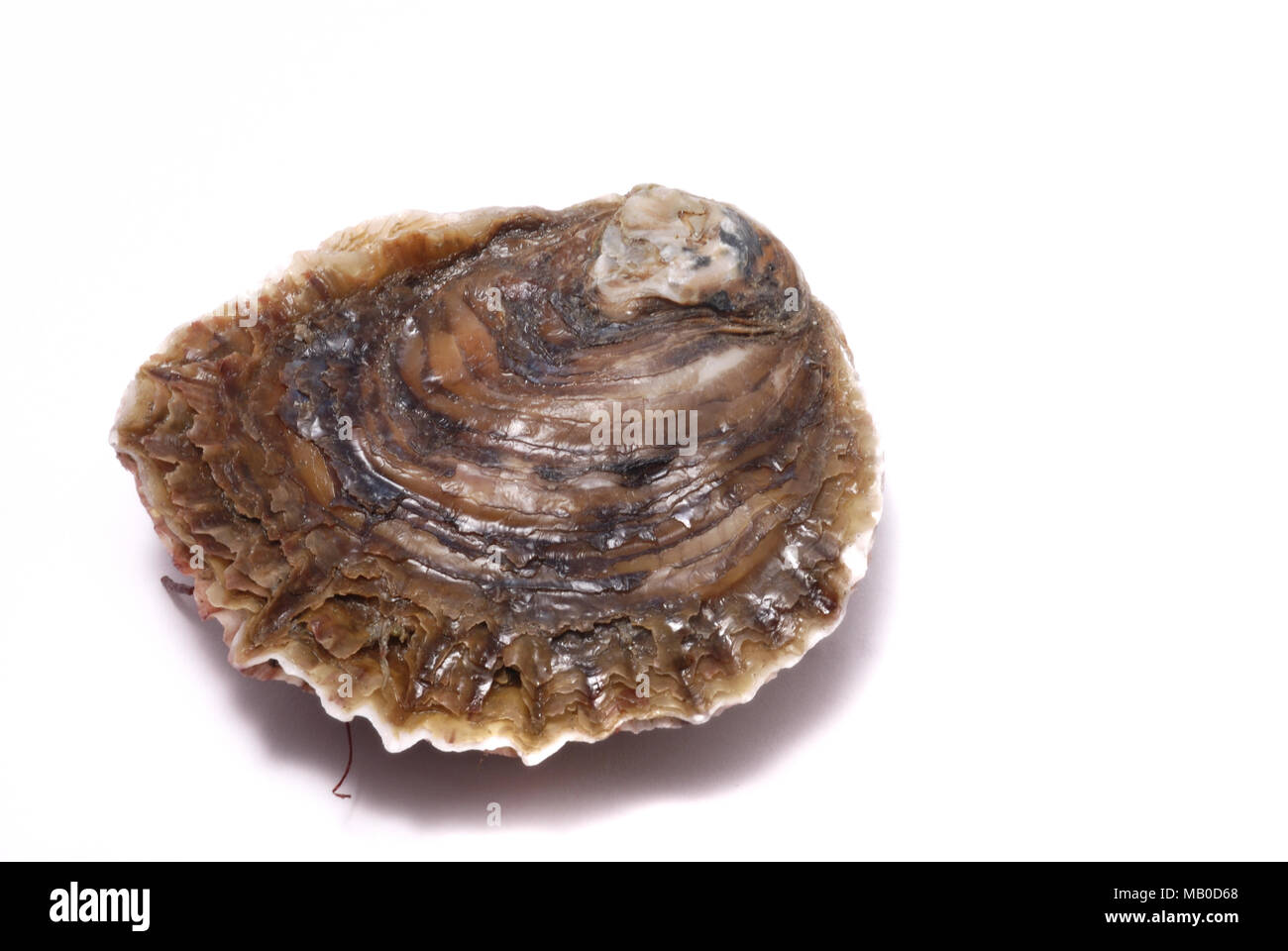 With oister hi-res stock photography and images - Alamy