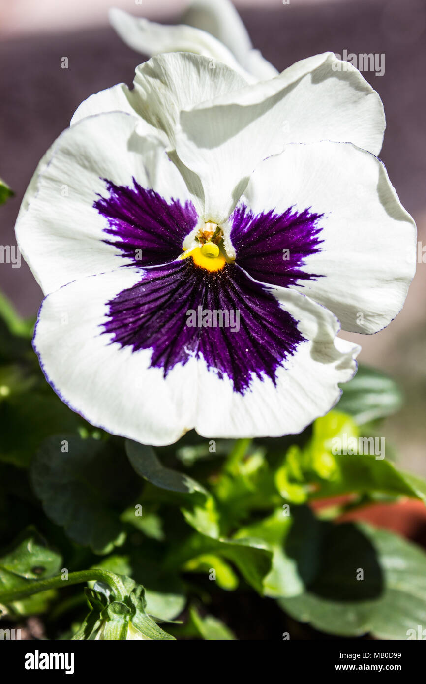 The first spring pansy in the sunshine Stock Photo - Alamy