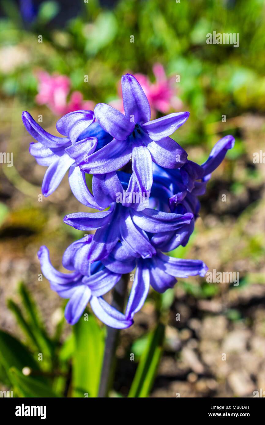 Dewy first spring hyacinth in the sunshine Stock Photo - Alamy