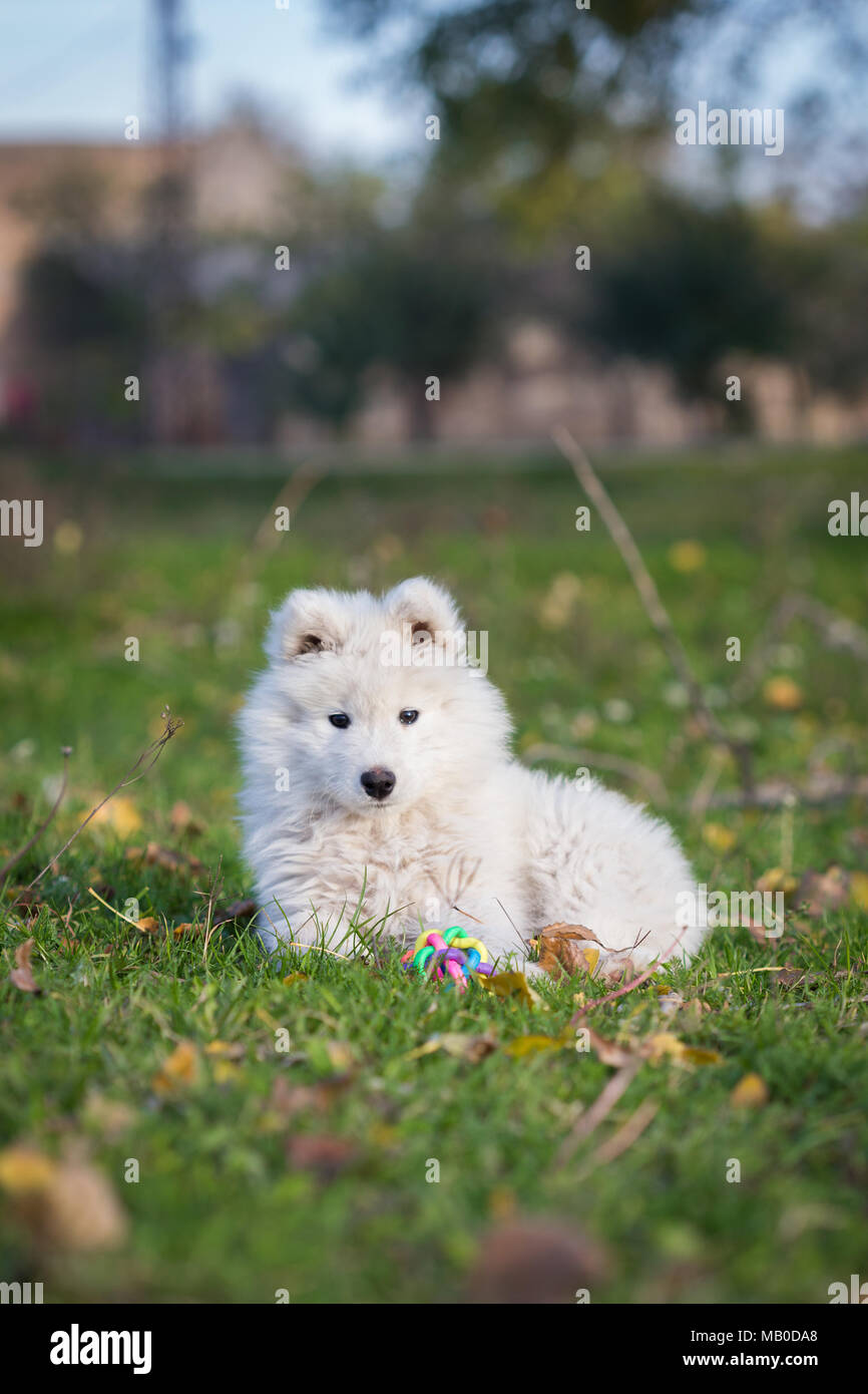 Siberian Samoyed young puppy outdoor on green grass alone isolated with ...