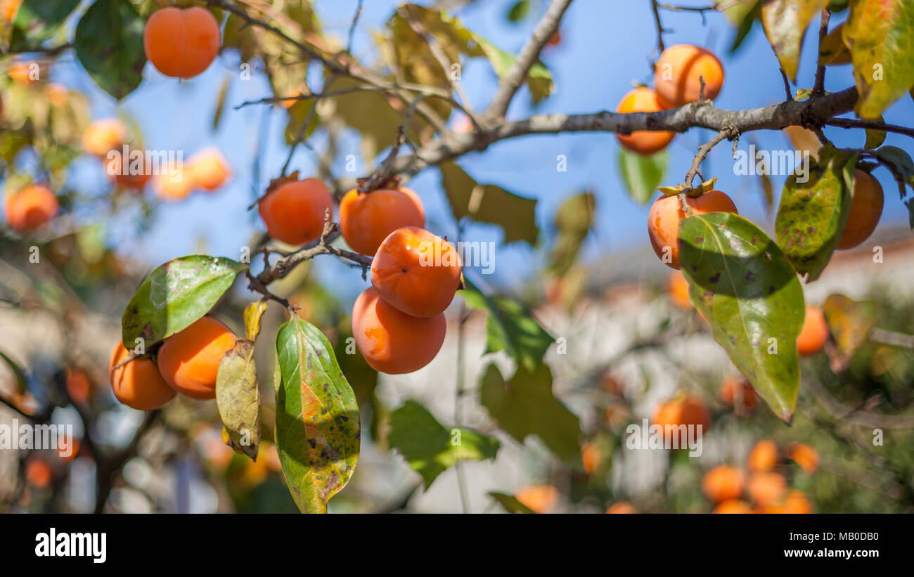Bunch of fruits Persimmon a beautiful orange color Stock Photo - Alamy