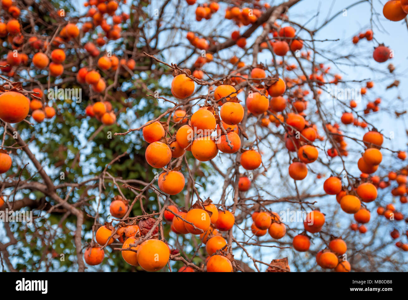 Persimmon tree winter hi-res stock photography and images - Alamy