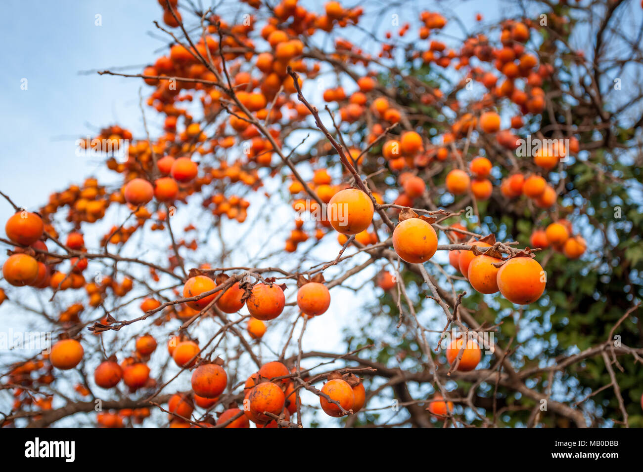 Persimmon tree winter hi-res stock photography and images - Alamy