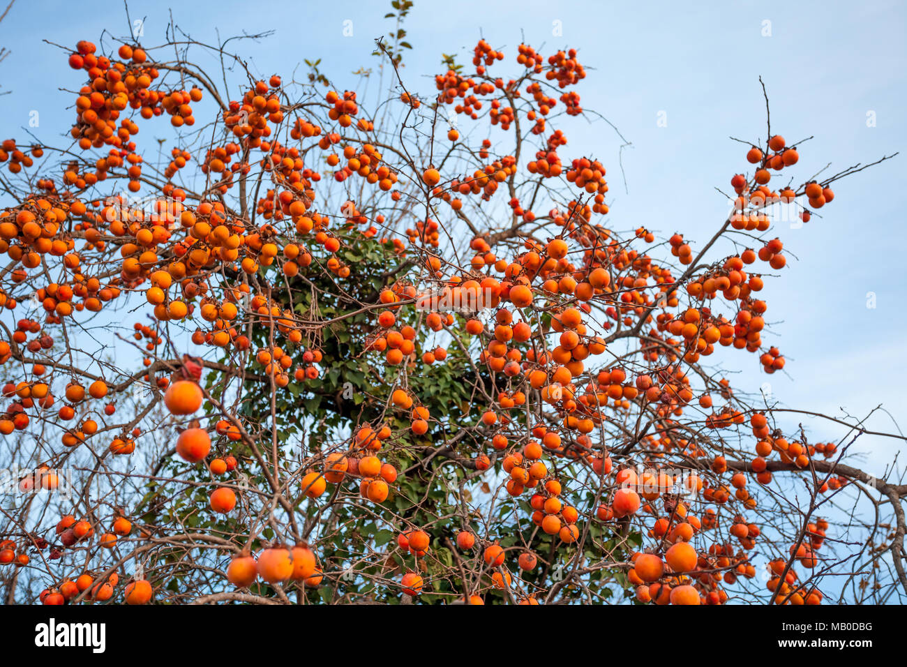 Ripe persimmon on a tree in winter Stock Photo - Alamy