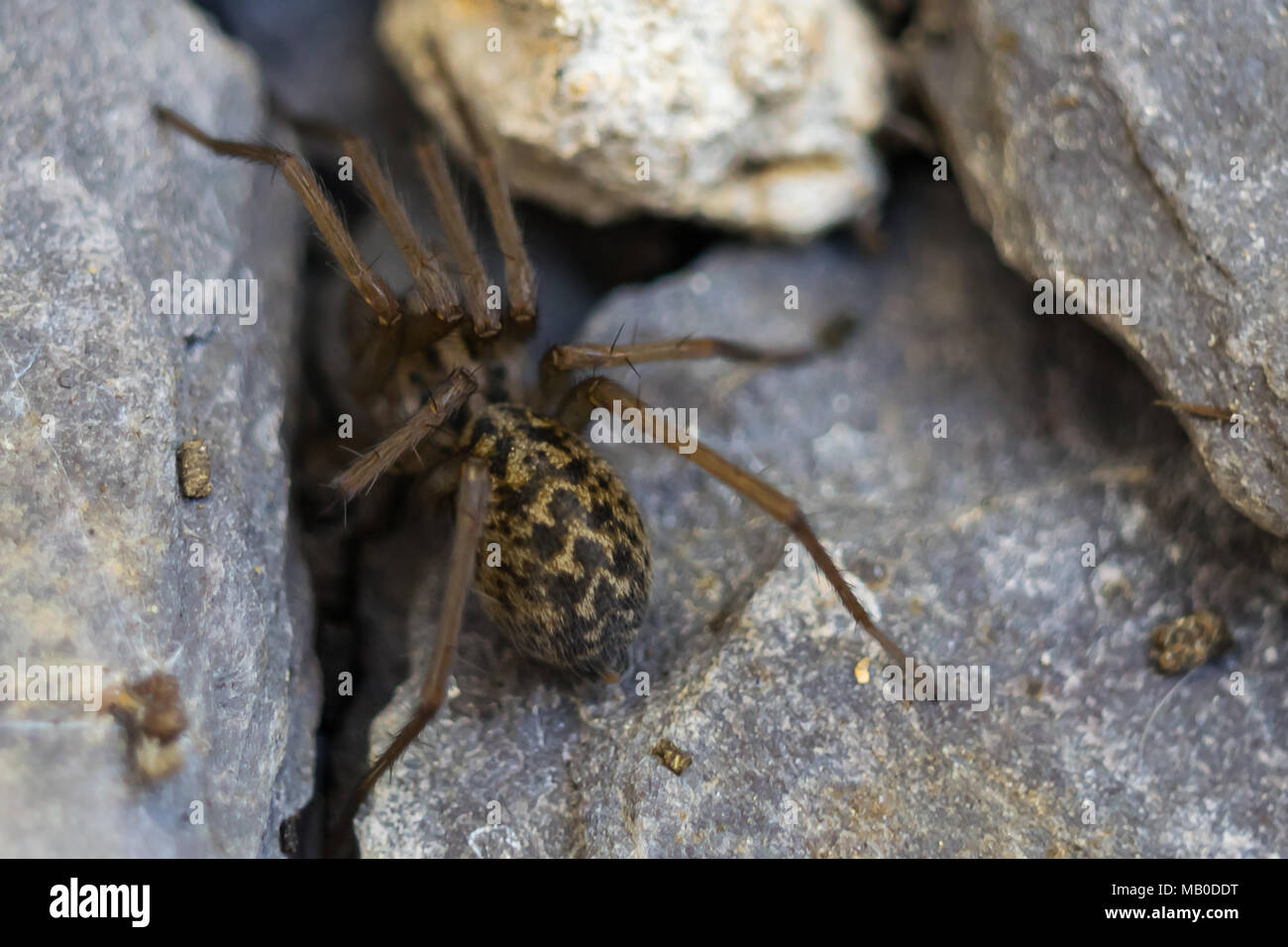 Long legged spiders hi-res stock photography and images - Alamy