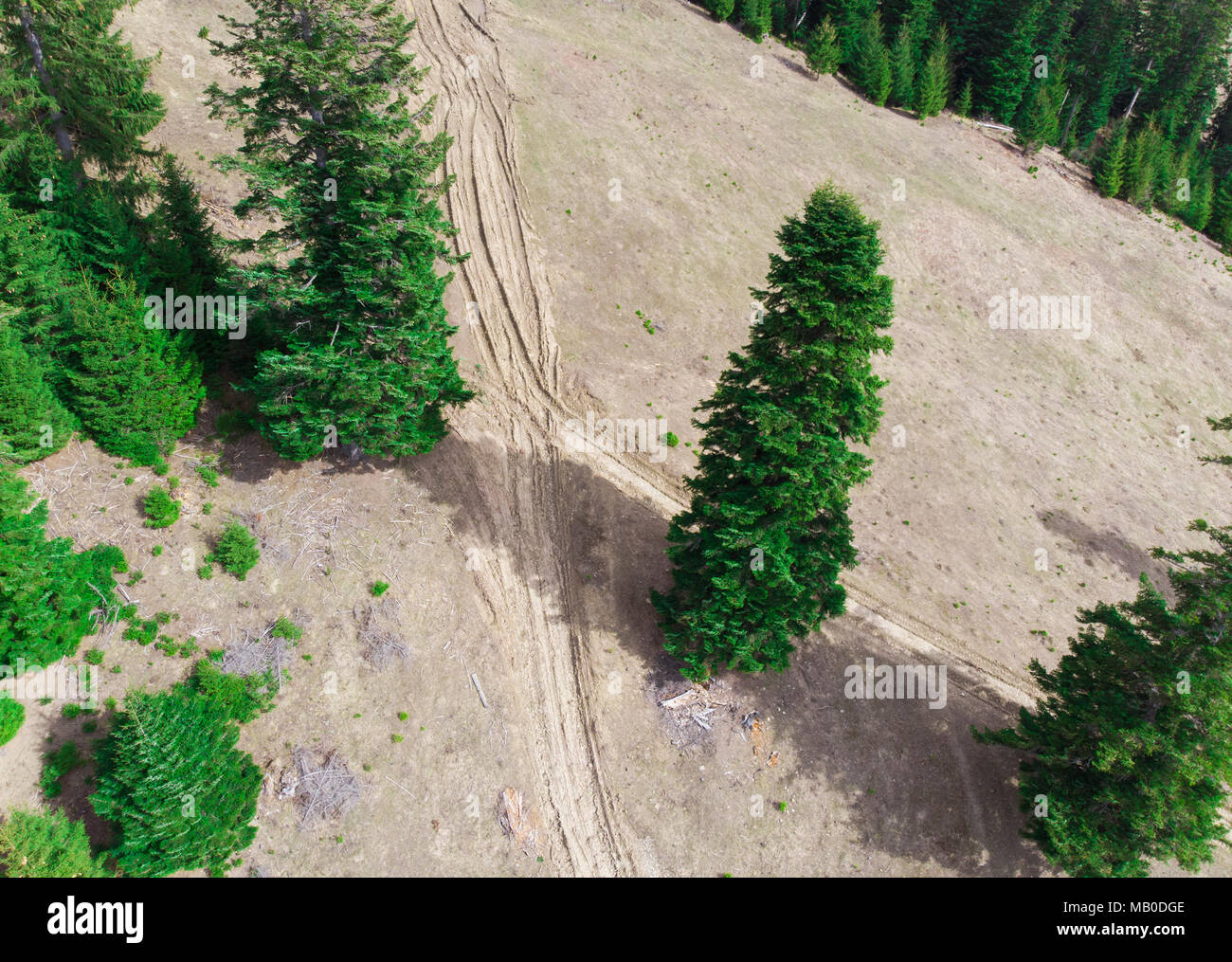 path or road in the forest and meadow, countryside of Romania Stock ...