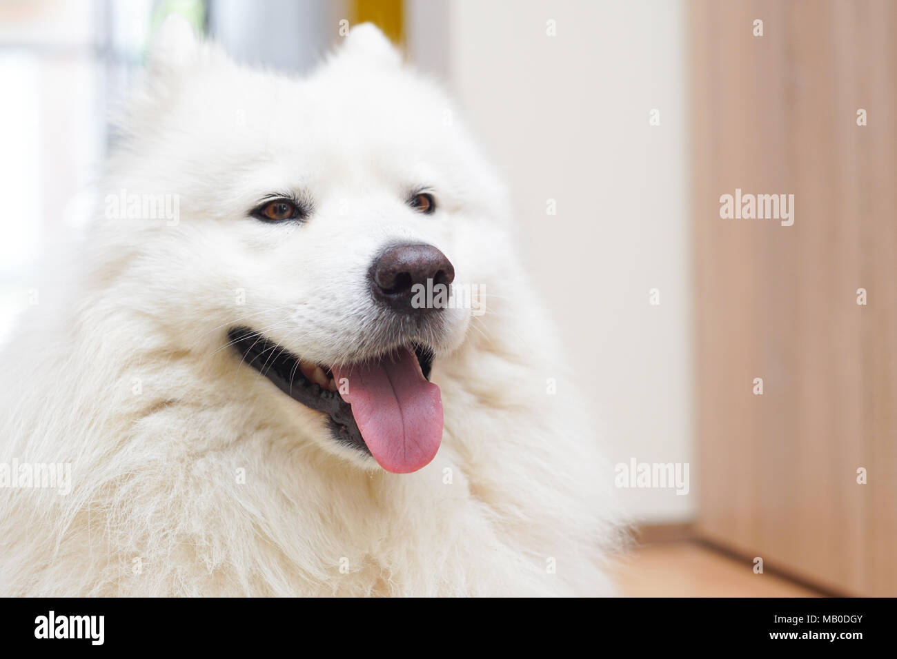Siberian samoyed indoor, young dog in room Stock Photo - Alamy