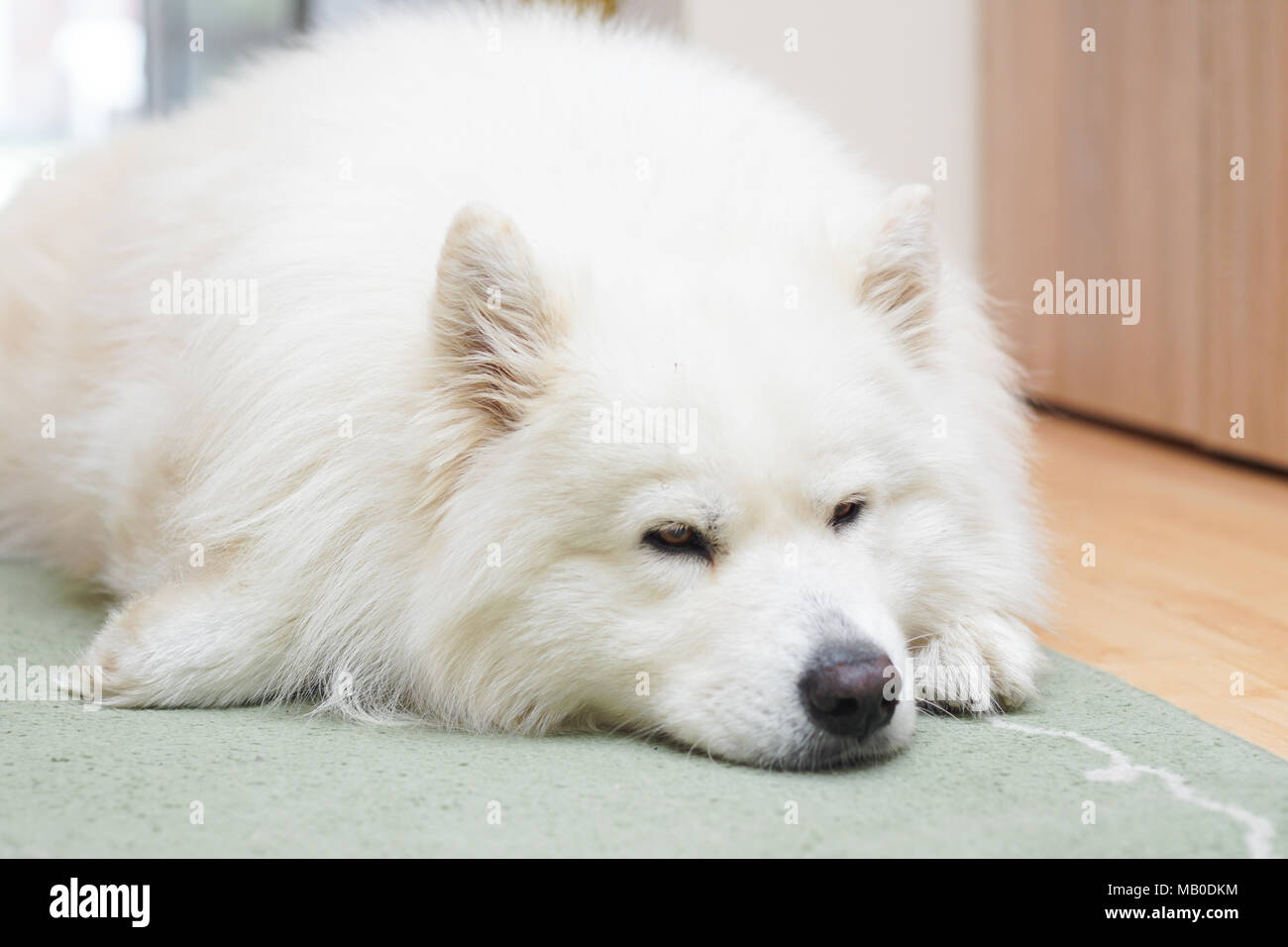 Siberian samoyed indoor, young dog in room Stock Photo - Alamy