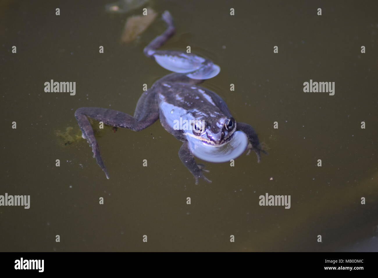 A close up picture of a grey frog Stock Photo - Alamy