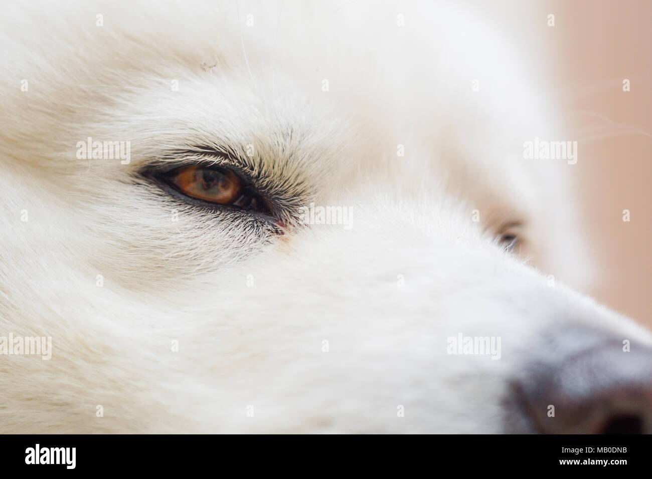 Siberian samoyed indoor, young dog in room Stock Photo - Alamy