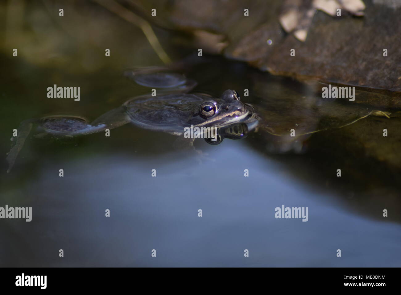 A close up picture of a grey frog Stock Photo - Alamy