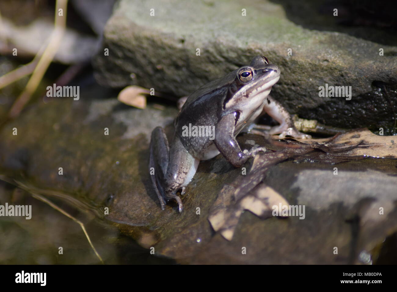 A close up picture of a grey frog Stock Photo - Alamy