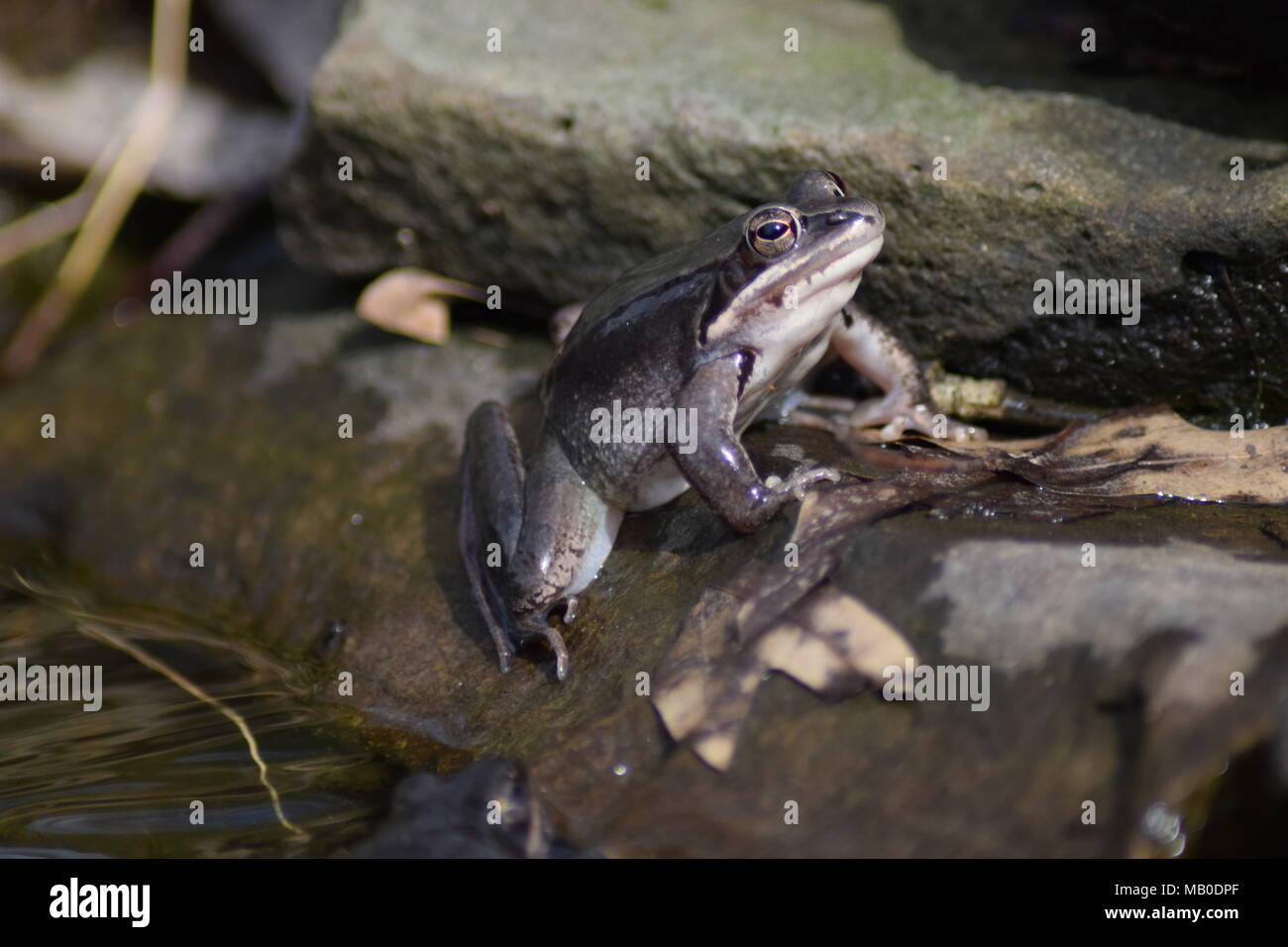 A close up picture of a grey frog Stock Photo - Alamy