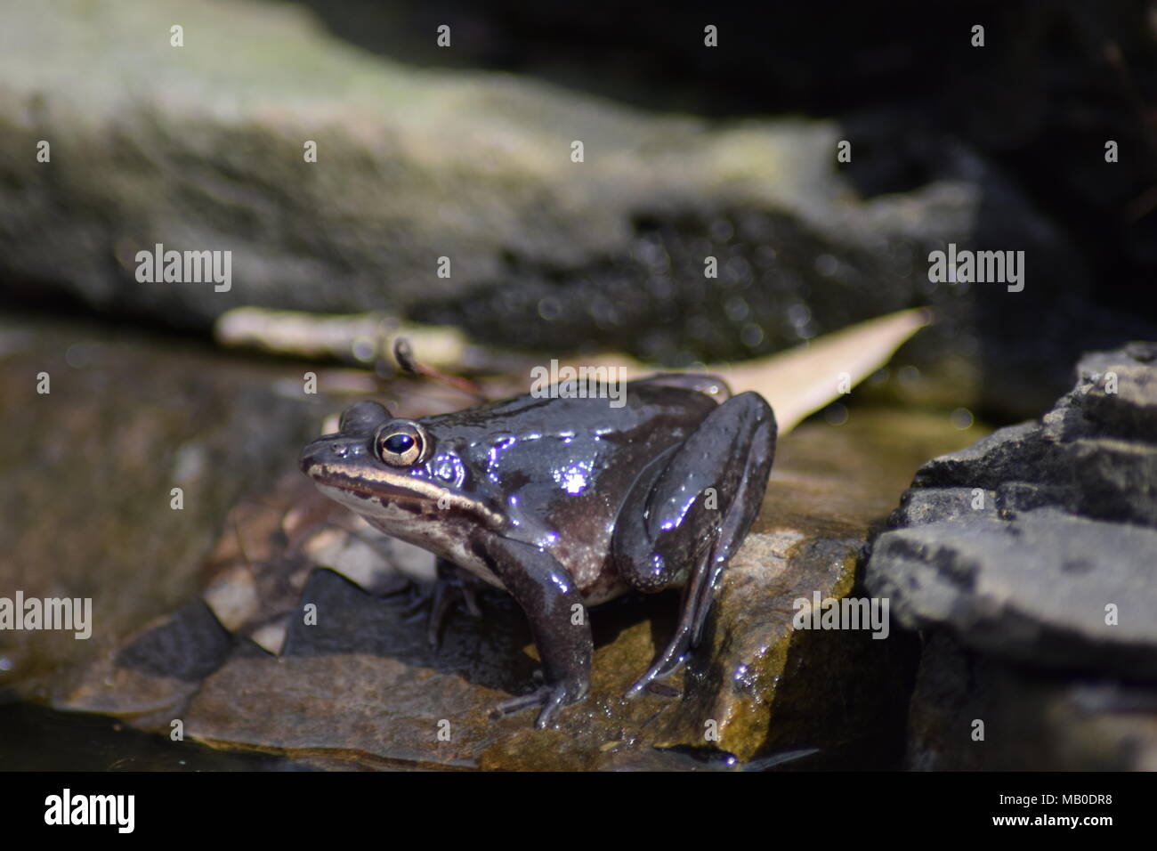 A close up picture of a grey frog Stock Photo - Alamy