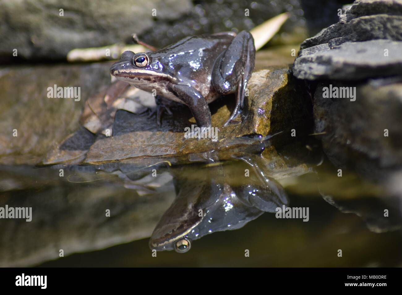A close up picture of a grey frog Stock Photo - Alamy