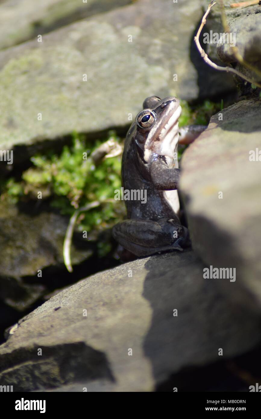 A close up picture of a grey frog Stock Photo - Alamy