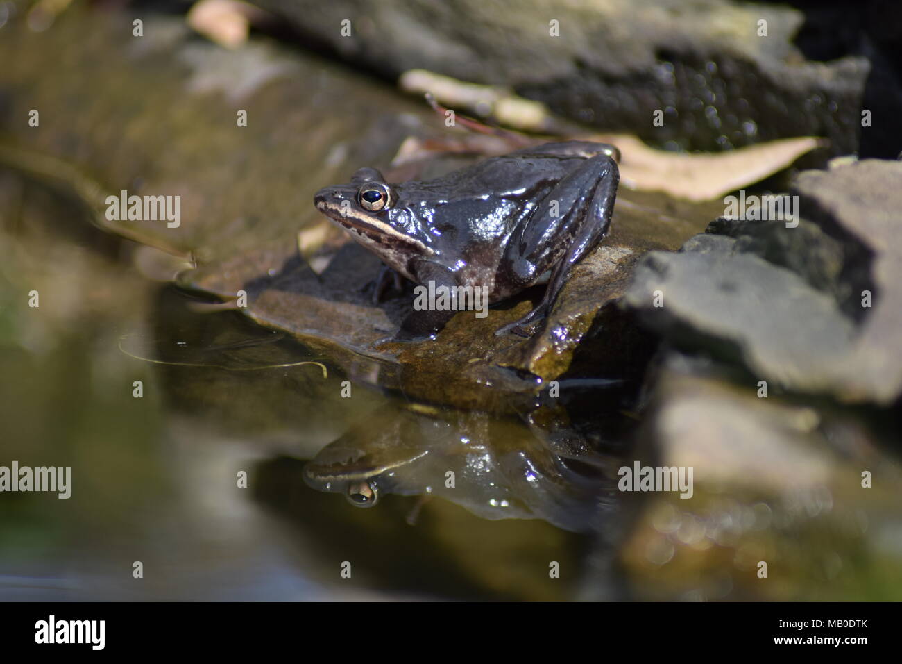 A close up picture of a grey frog Stock Photo - Alamy