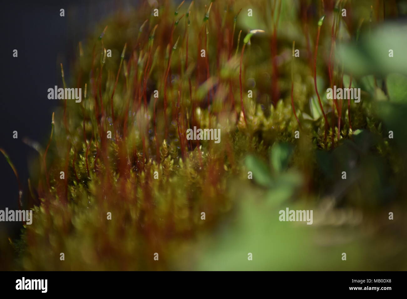 Weird grass hi-res stock photography and images - Alamy