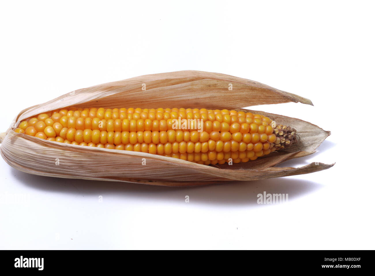 An ear of ripe corn Stock Photo - Alamy