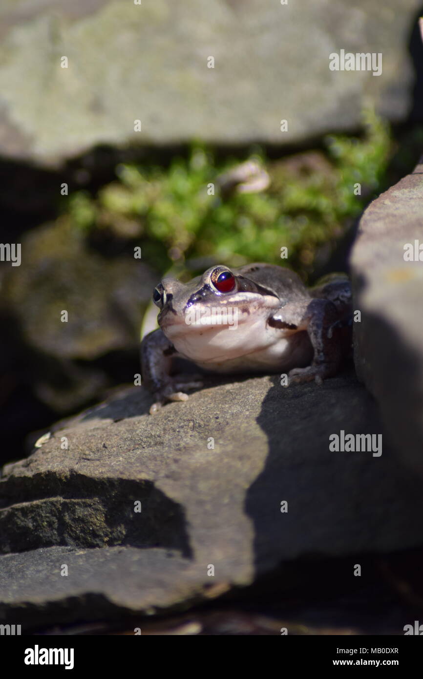 A close up of a gray frog sitting on a rock Stock Photo - Alamy