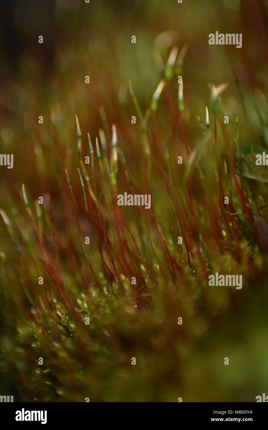 A close up of unusual grass Stock Photo - Alamy