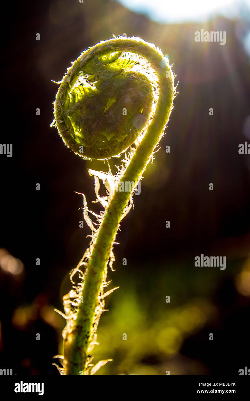 Spring young fern green nature fresh botany outdoor Stock Photo - Alamy