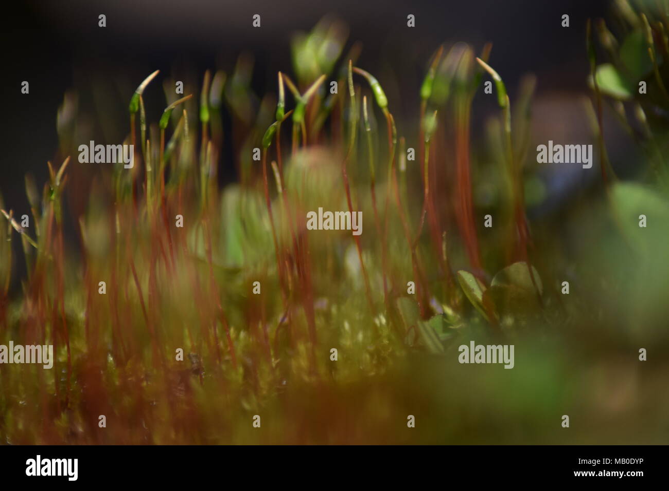 Unusual grass hi-res stock photography and images - Alamy