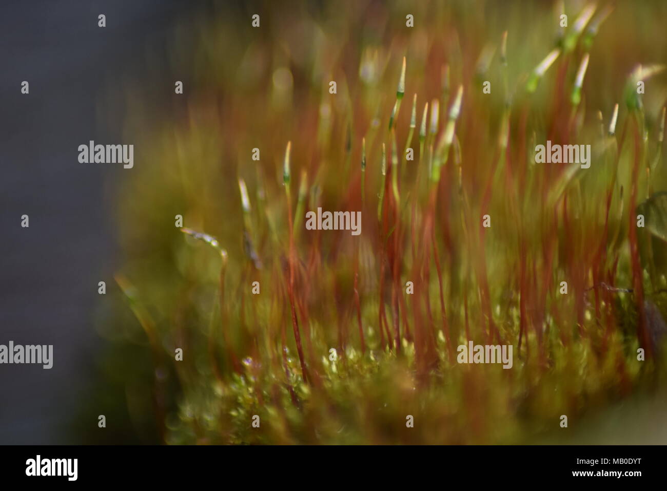 Unusual grass hi-res stock photography and images - Alamy